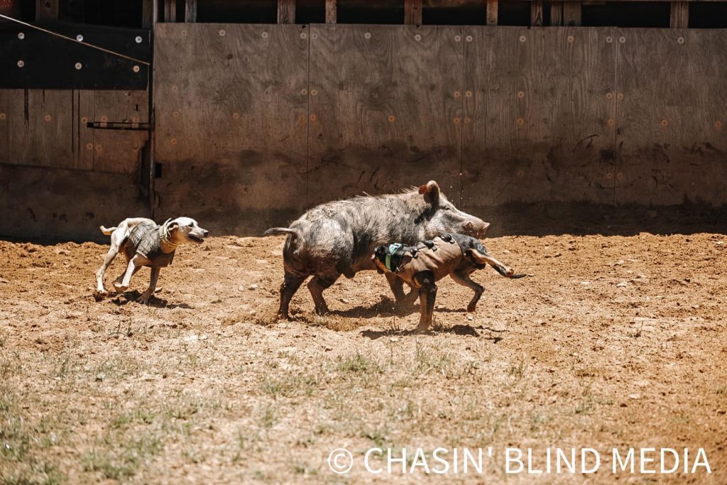 Hogbaying.com – The official website of The World Championship of Hog ...