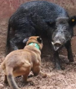 Hogbaying.com – The official website of The World Championship of Hog ...