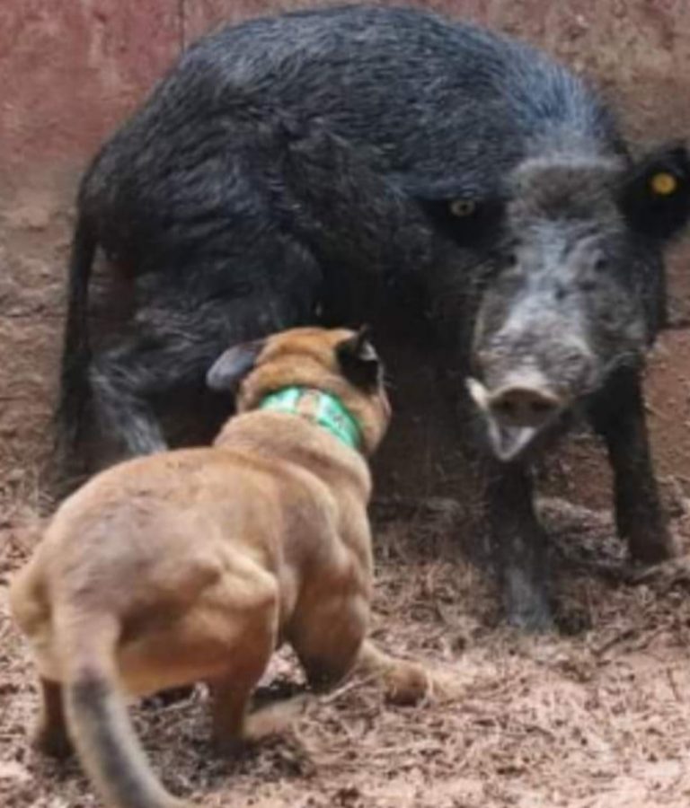 Hogbaying.com – The official website of The World Championship of Hog ...