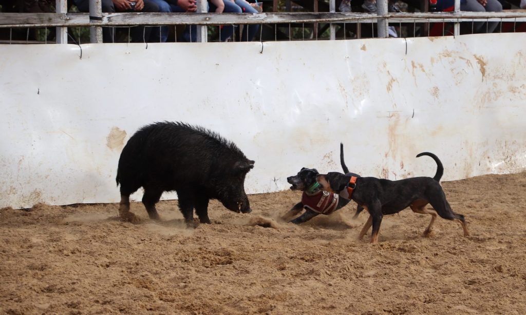 Hogbaying.com – The official website of The World Championship of Hog ...