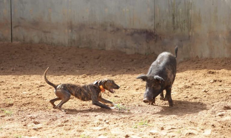 Hogbaying.com – The official website of The World Championship of Hog ...