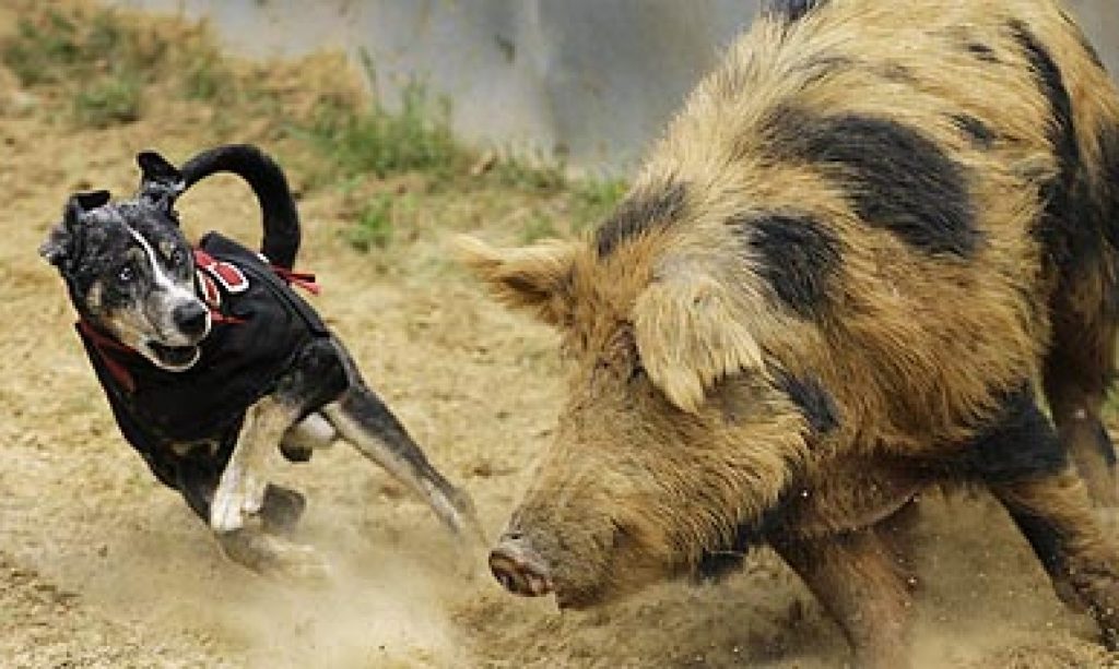 Hogbaying.com – The official website of The World Championship of Hog ...