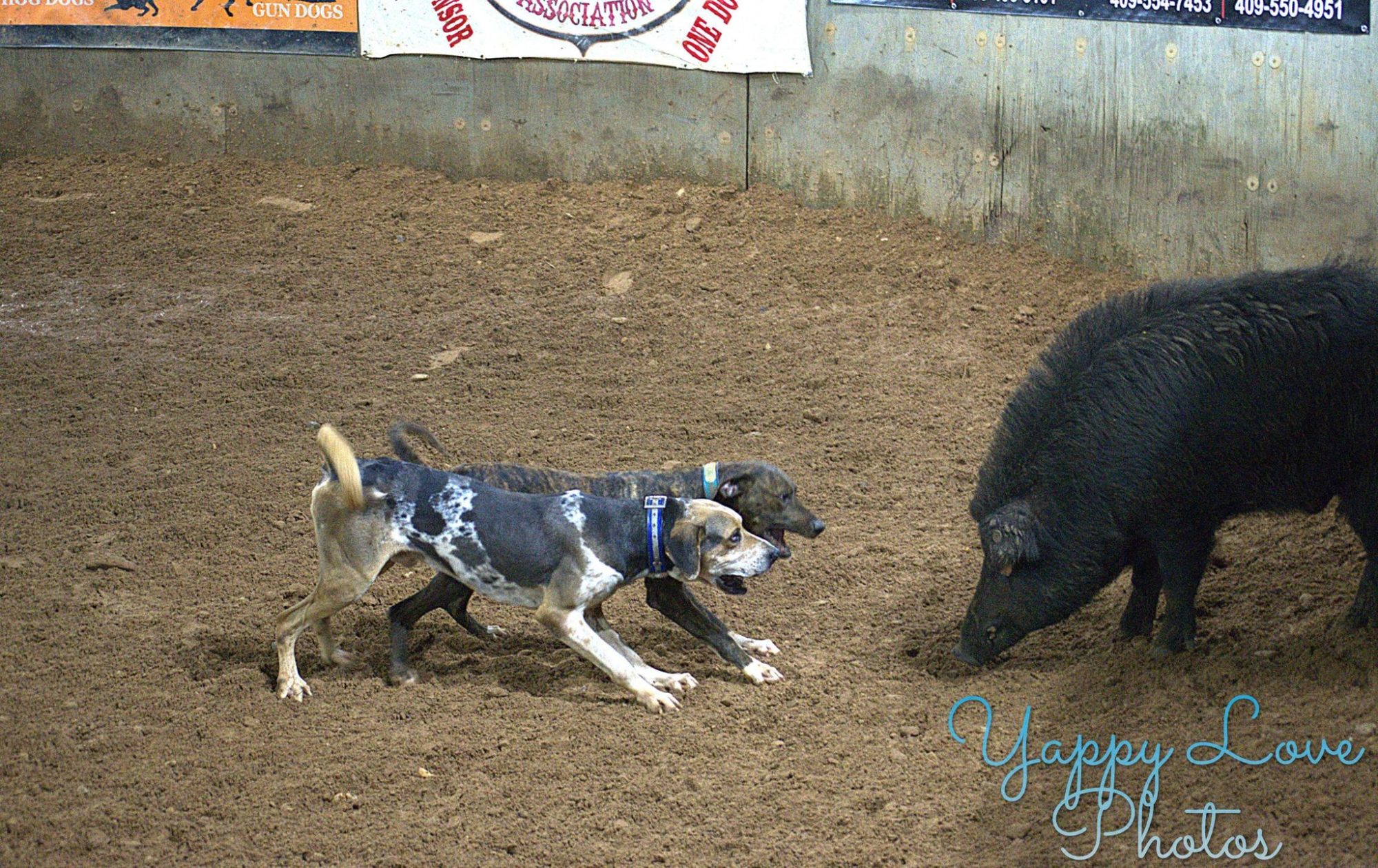 Hogbaying.com – The official website of The World Championship of Hog ...