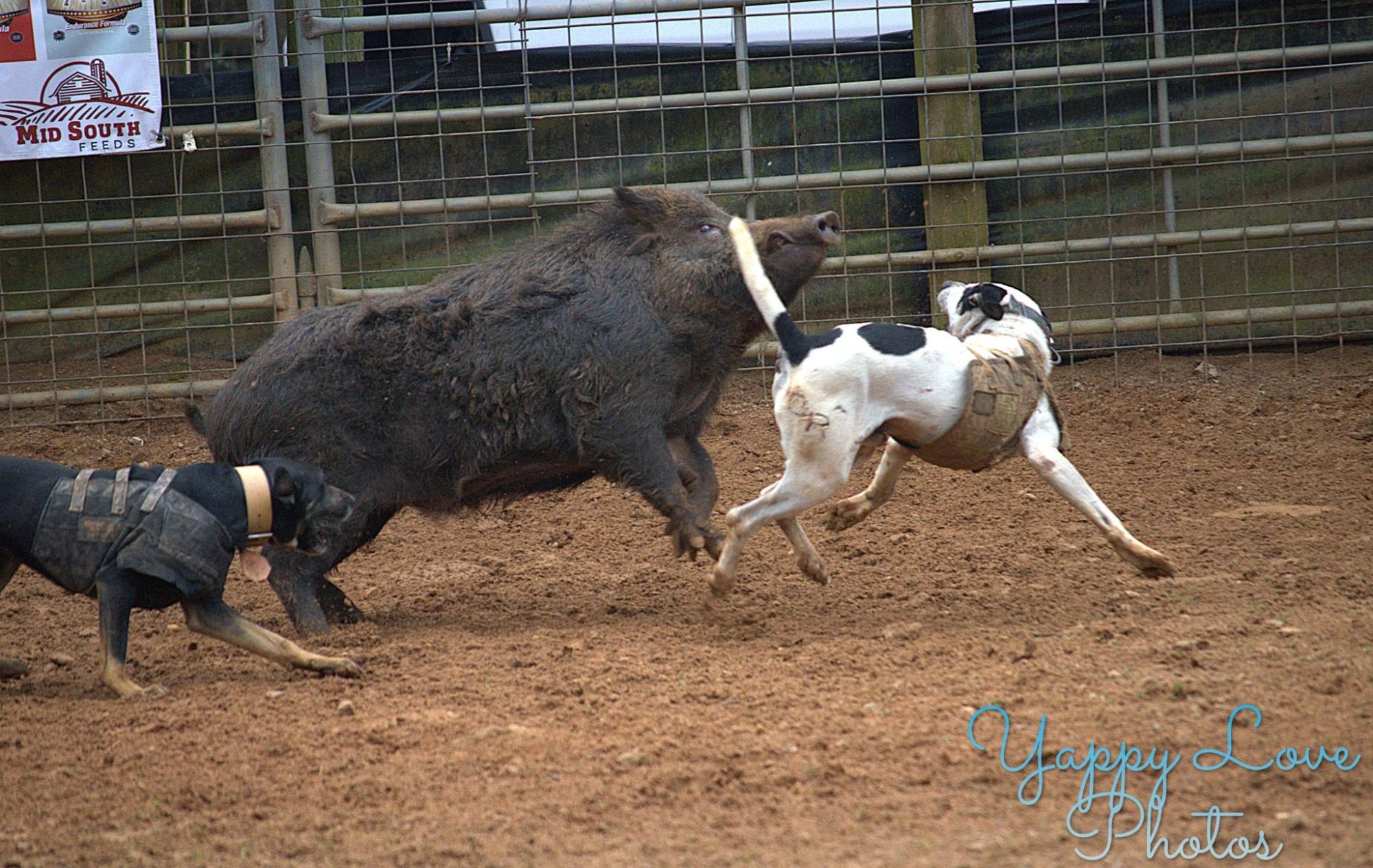 Hogbaying.com – The official website of The World Championship of Hog ...