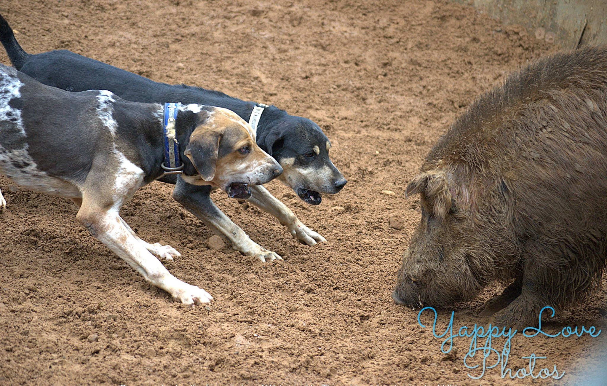 Hogbaying.com – The official website of The World Championship of Hog ...