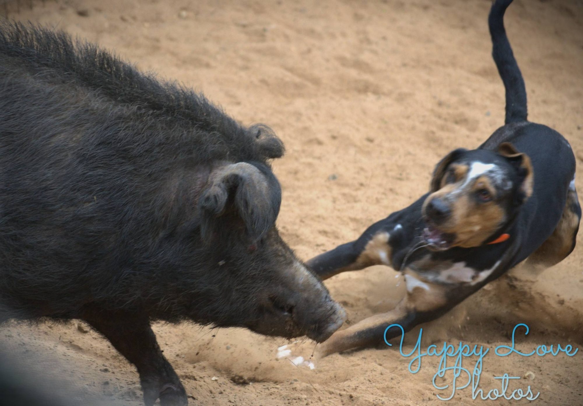 Hogbaying.com – The official website of The World Championship of Hog ...