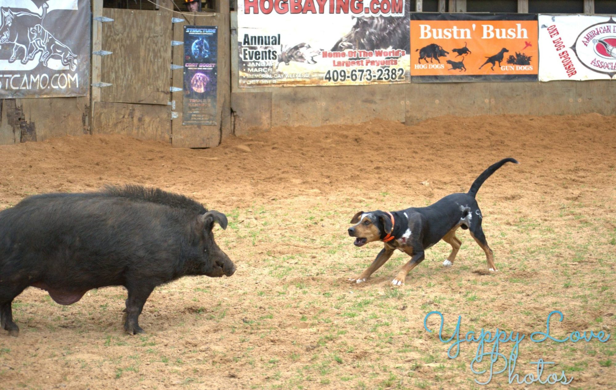 Hogbaying.com – The official website of The World Championship of Hog ...