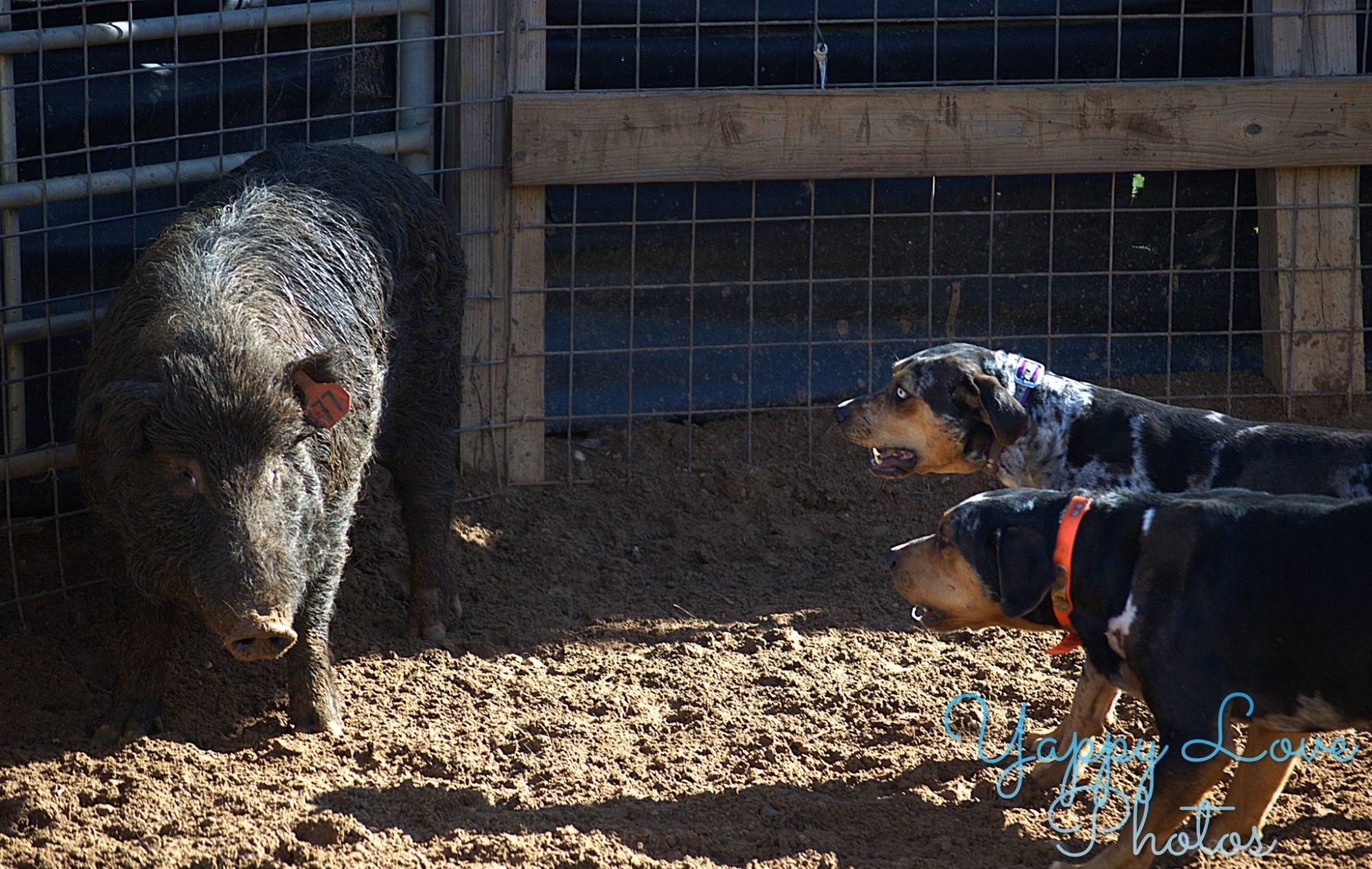 Hogbaying.com – The official website of The World Championship of Hog ...